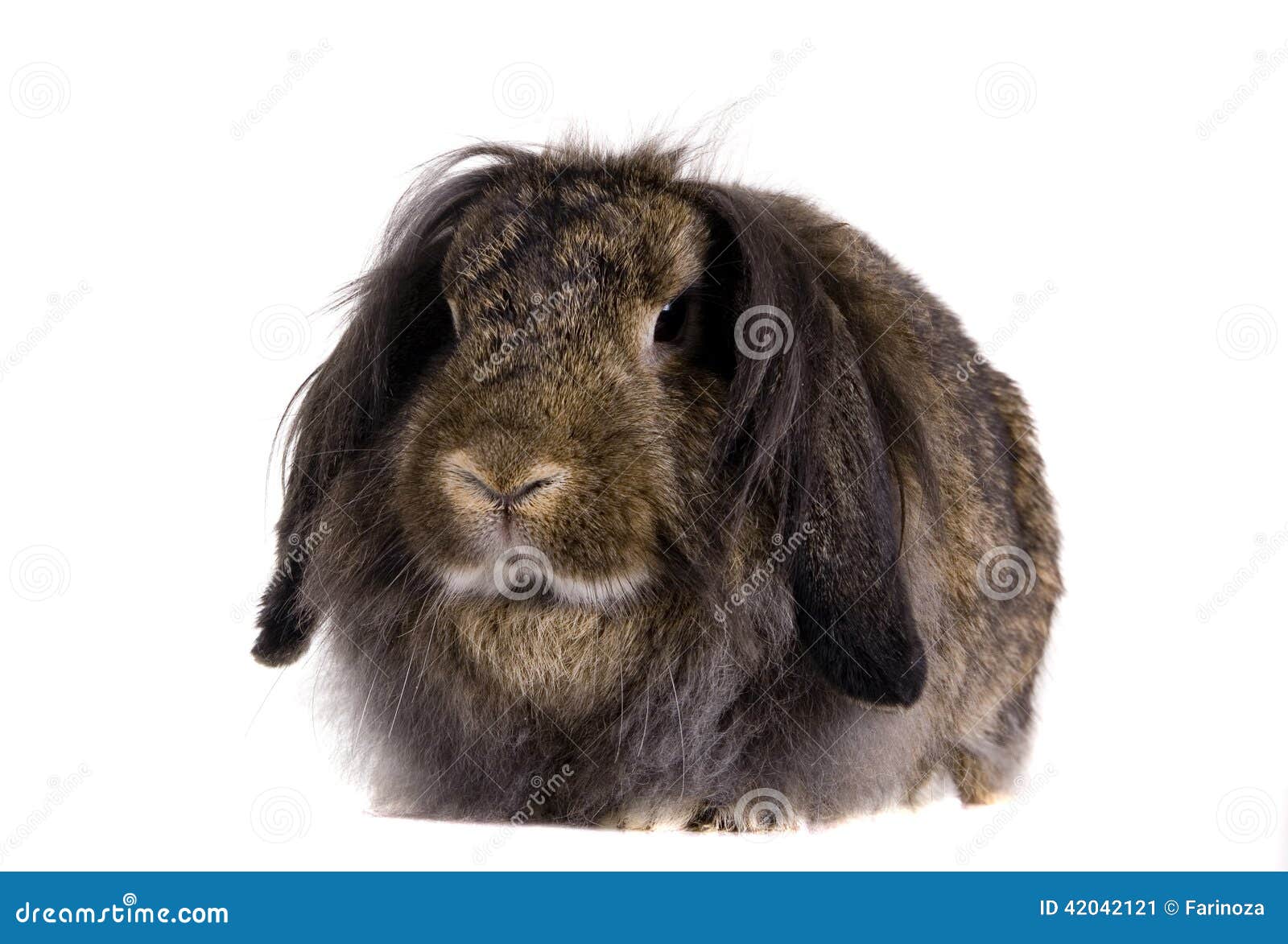 Lop-eared brown rabbit stock image. Image of fluffy, mammal - 42042121