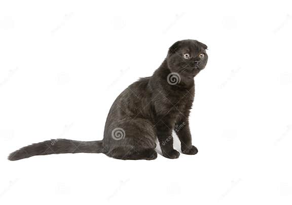 Lop-eared cat stock photo. Image of dark, black, eared - 10136950