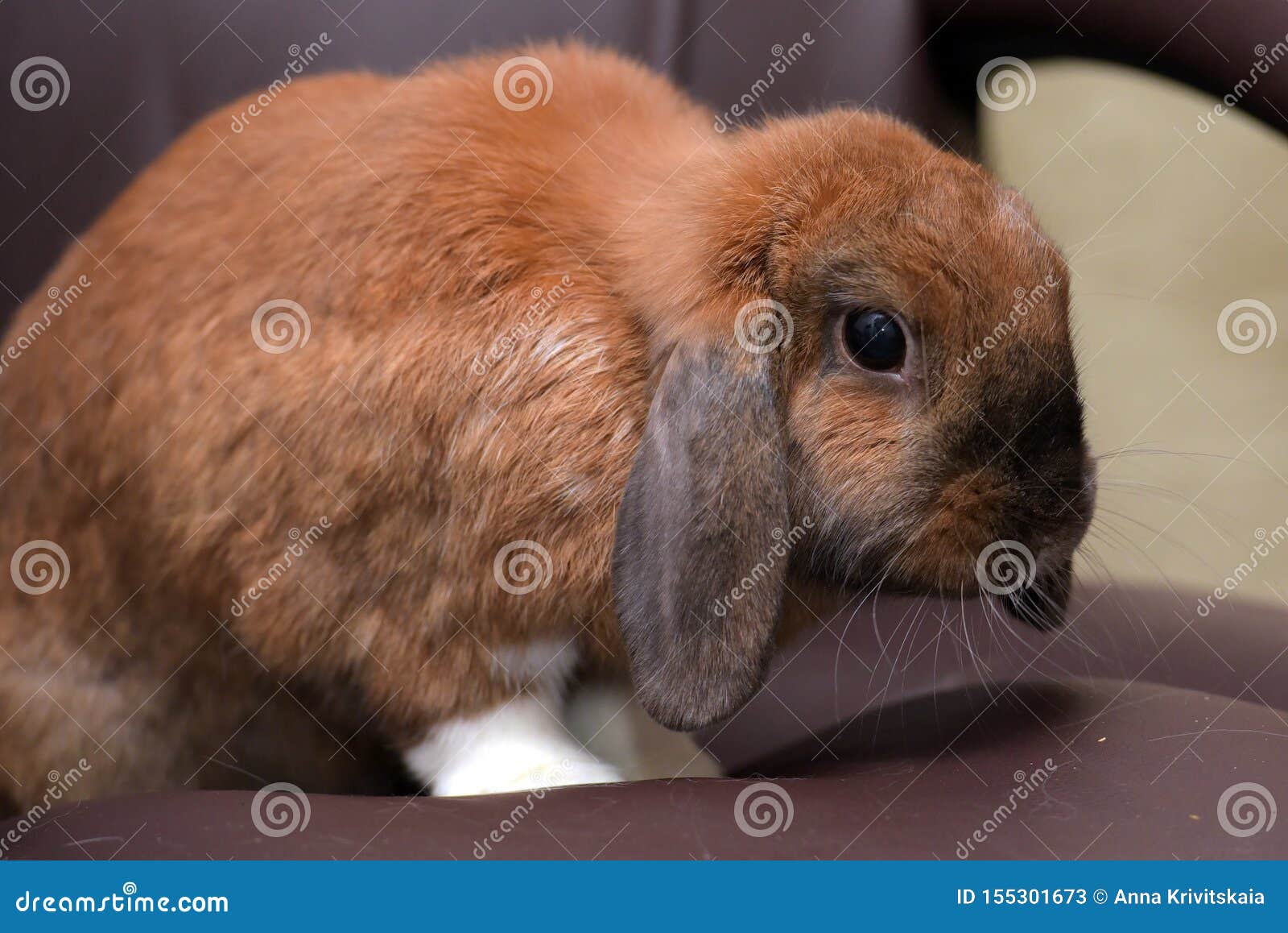 Lop-eared domestic rabbit stock image. Image of dwarf - 155301673