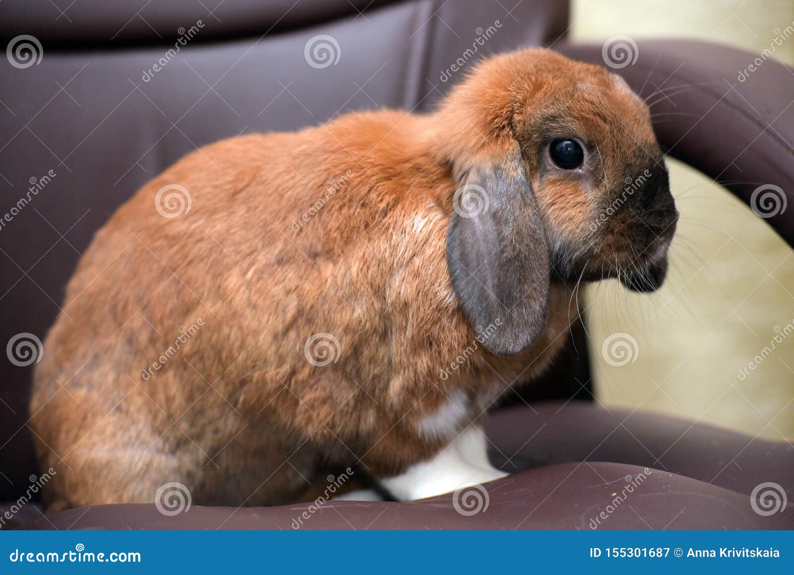 Lop-eared domestic rabbit stock image. Image of animal - 155301687