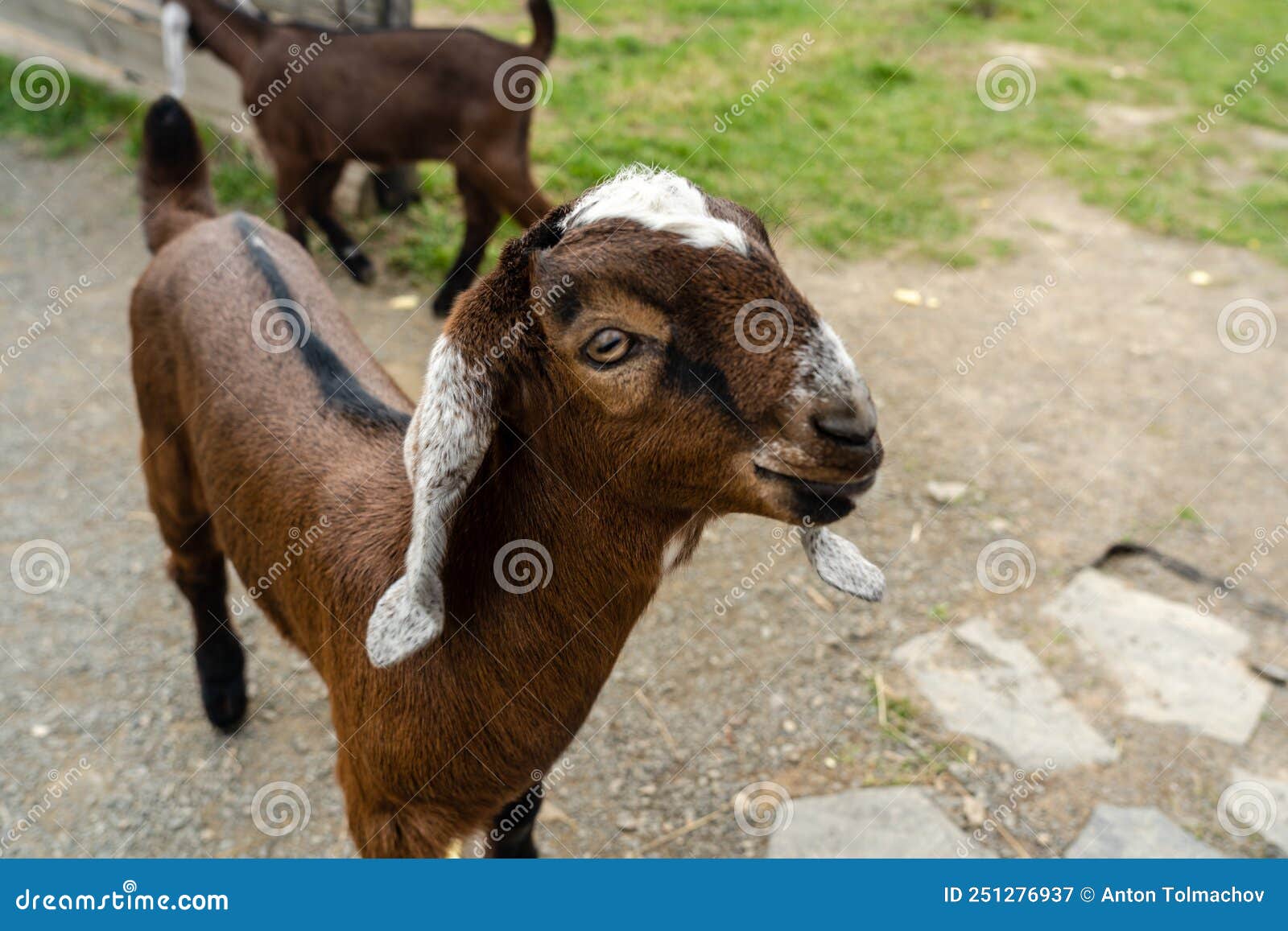 Lop Eared Goats or Nubian Goats on Grass at Farm Stock Image - Image of ...