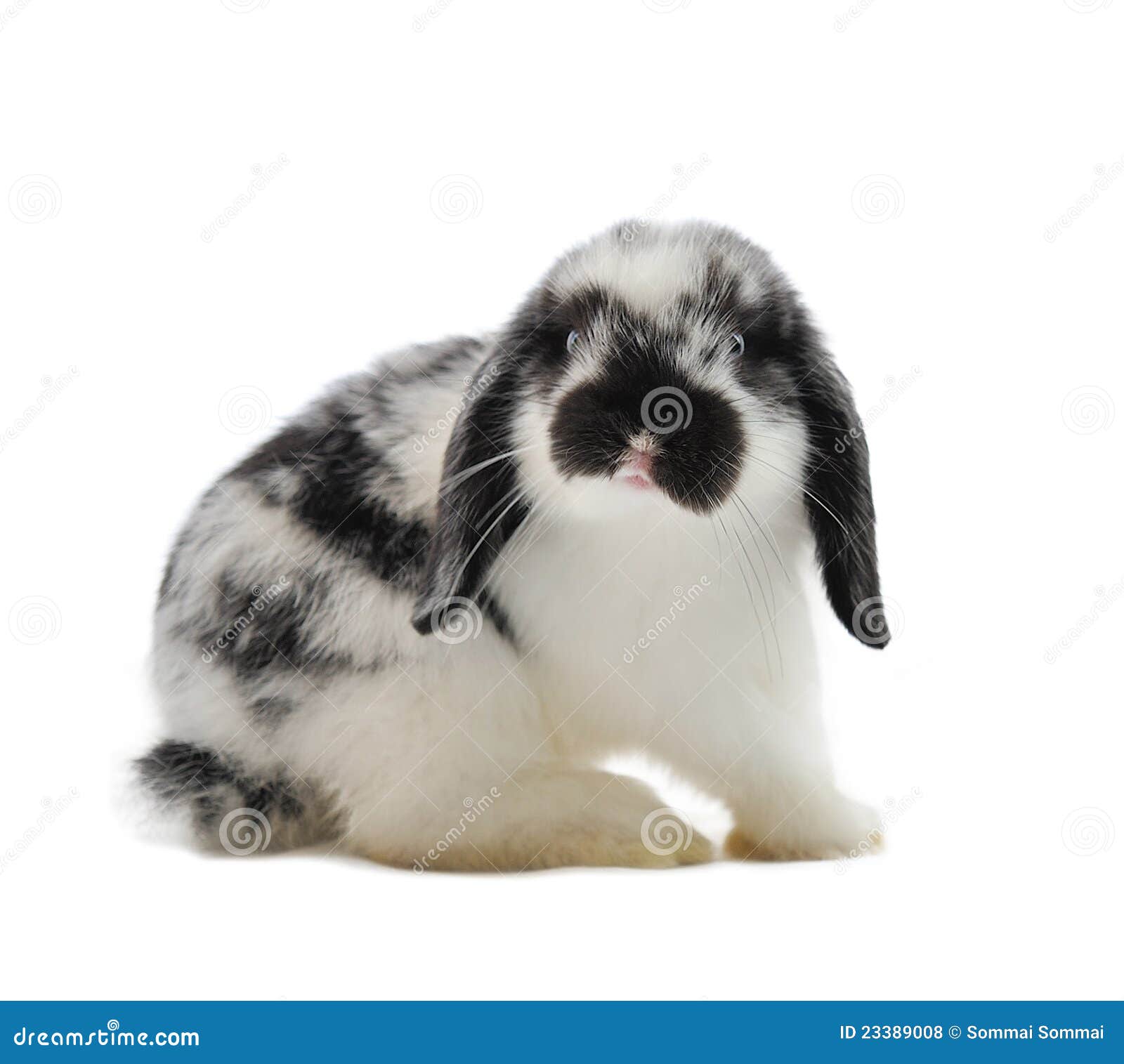 Lop-eared Rabbit Side View. Isolated On White Background Royalty-Free ...