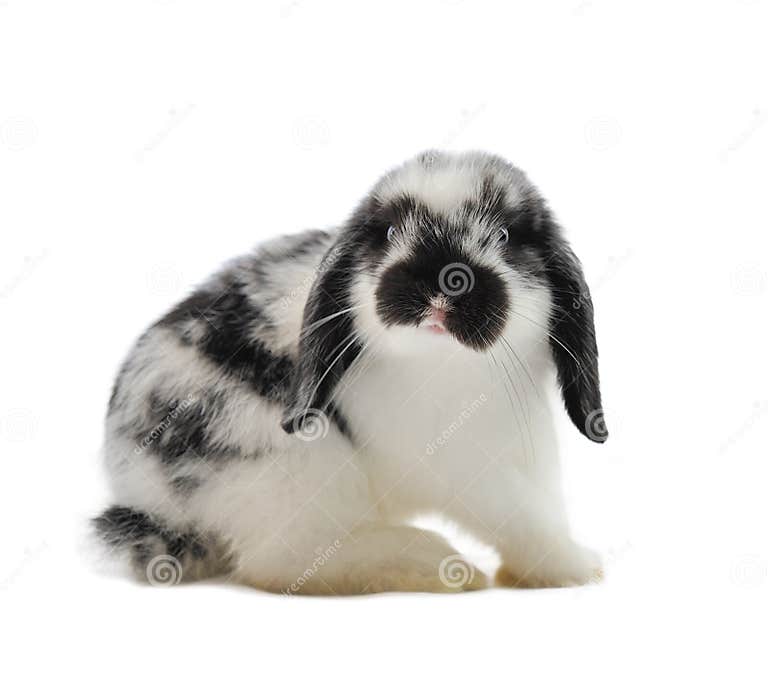 Lop-eared rabbit stock photo. Image of beige, isolated - 23389008