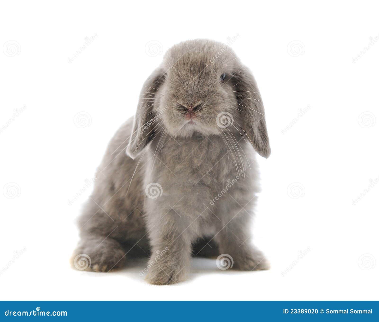 1,027 Small Eared Hare Rabbit Stock Photos - Free & Royalty-Free Stock ...