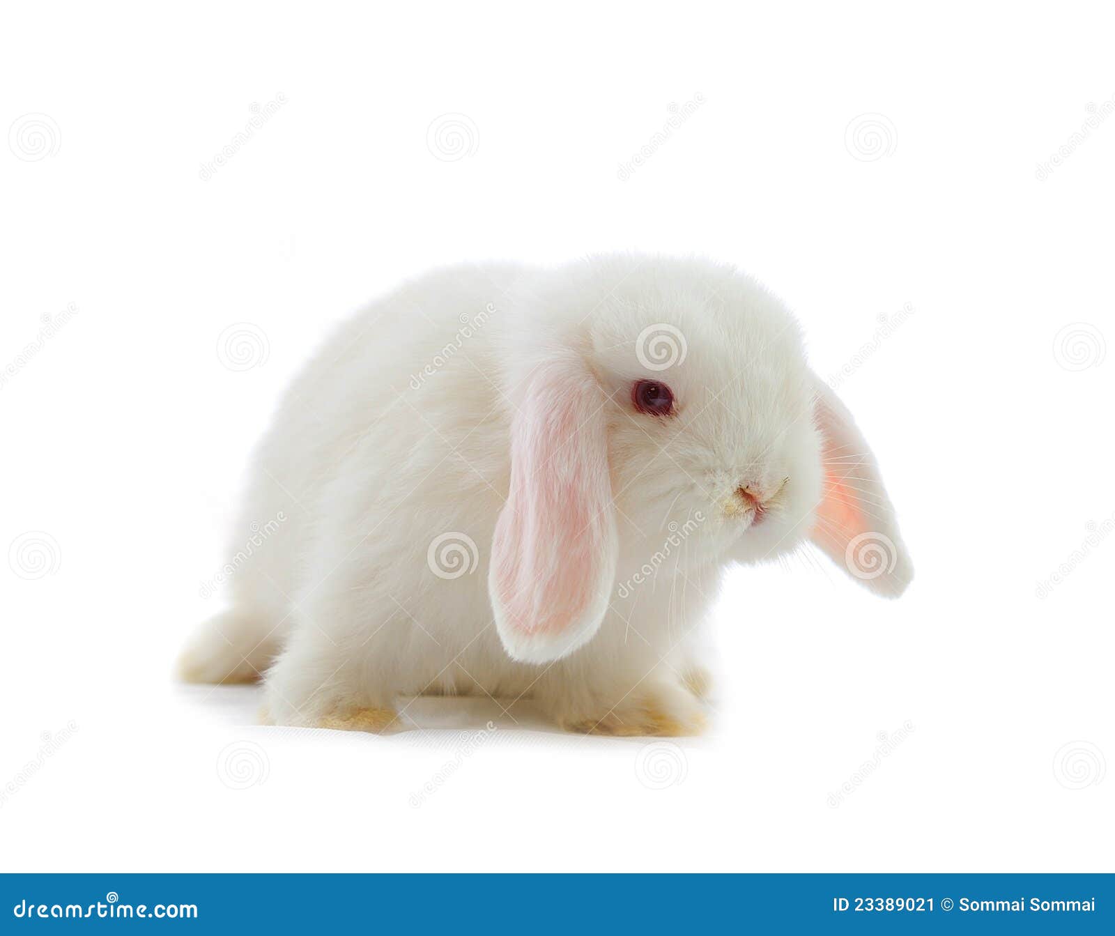 Lop-eared Rabbit Stock Image - Image: 23389021