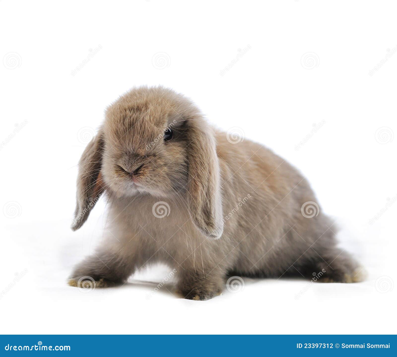 Lop-eared rabbit stock photo. Image of closeup, beautiful - 23397312