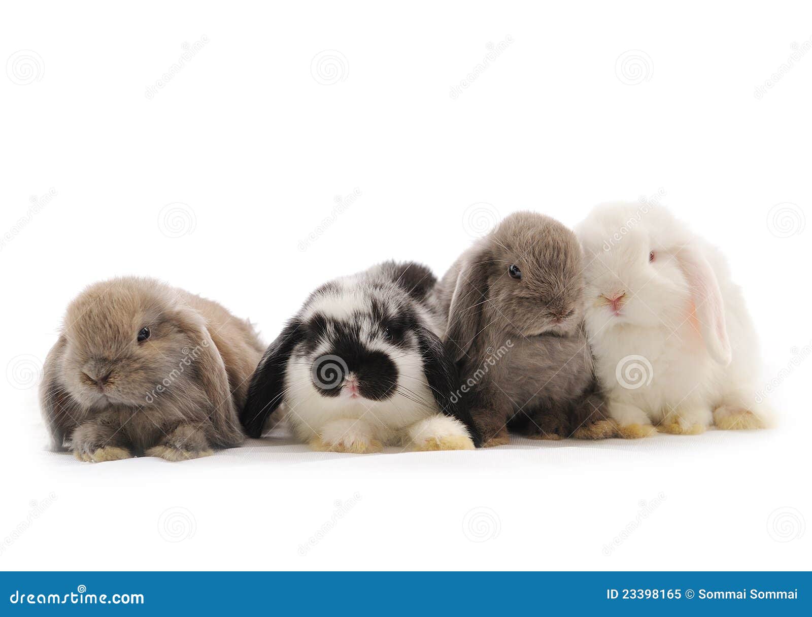 Lop-eared Rabbit Side View. Isolated On White Background Royalty-Free ...