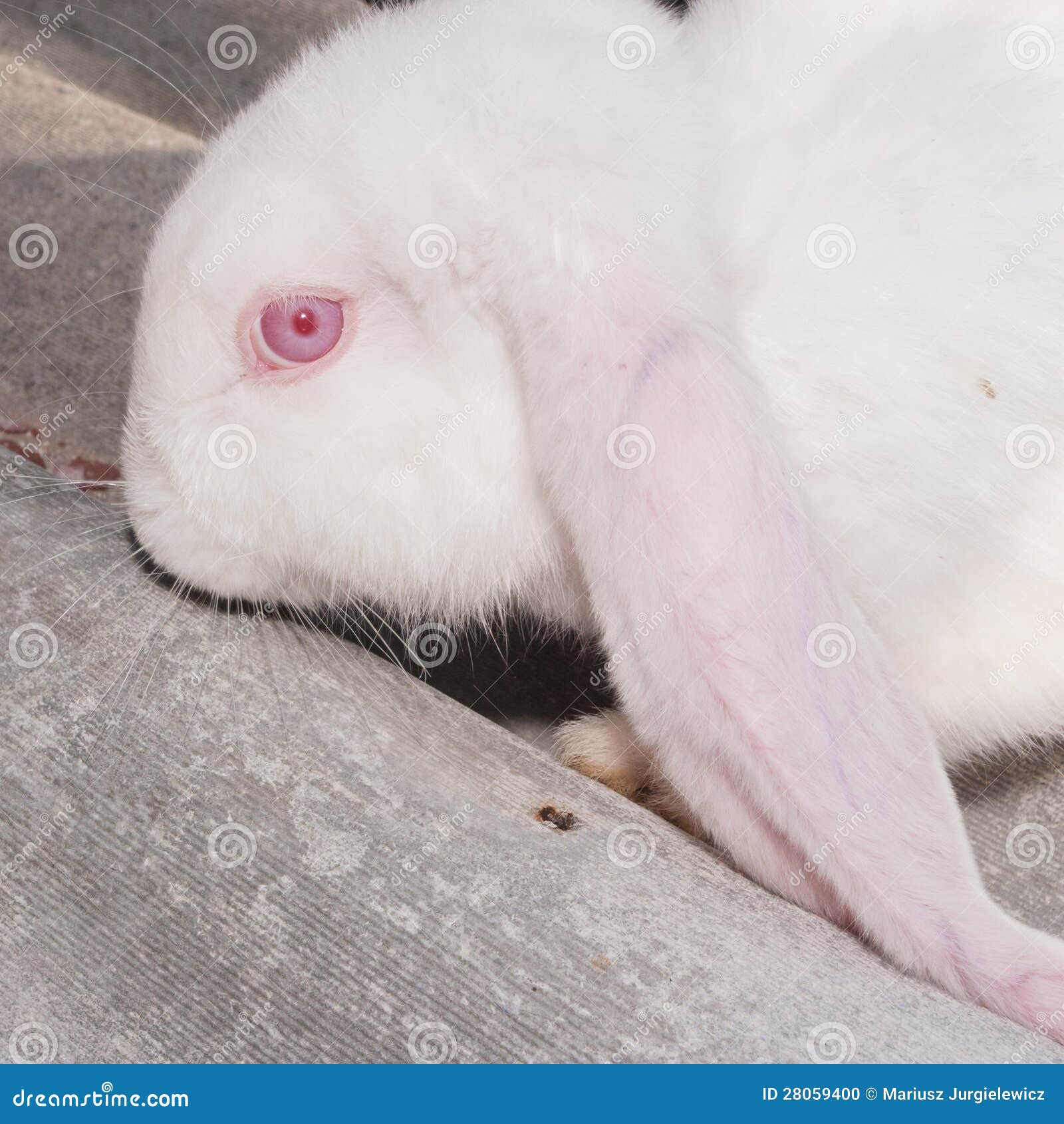 Lop eared rabbit stock photo. Image of tame, ears, beautiful - 28059400