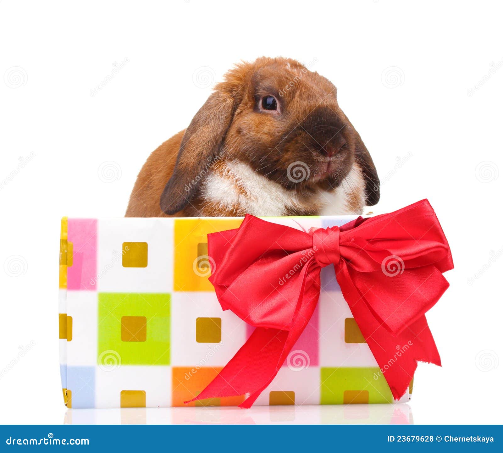 Lop-eared Rabbit in a Gift Box with Red Bow Stock Photo - Image of ...