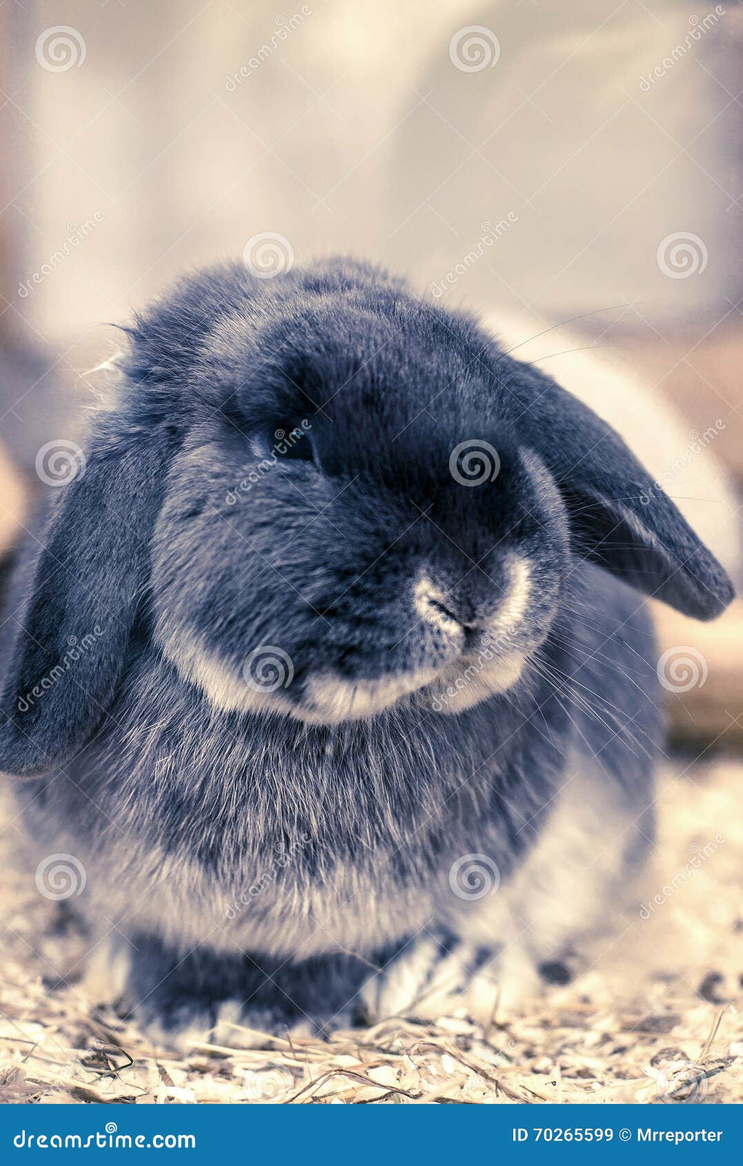 Lop-eared rabbit stock image. Image of zoopark, family - 70265599