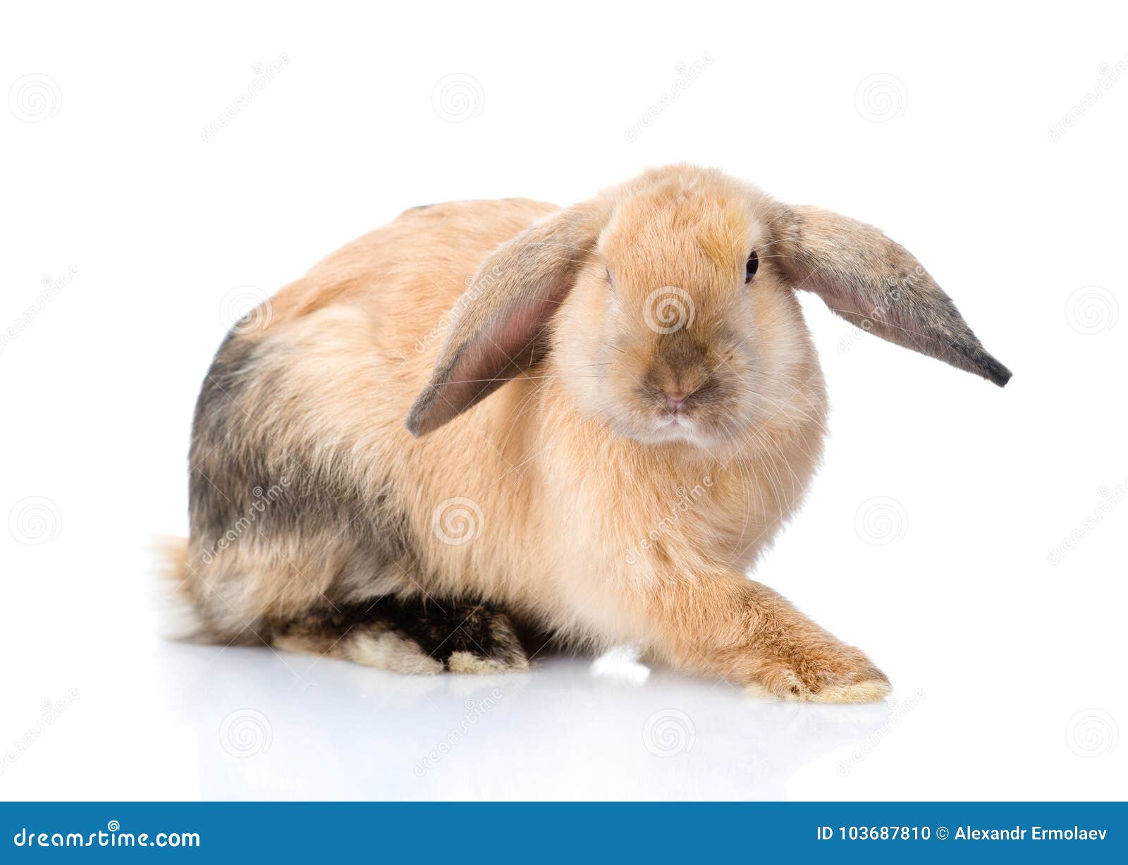 Lop-eared Rabbit Side View. Isolated On White Background Royalty-Free ...