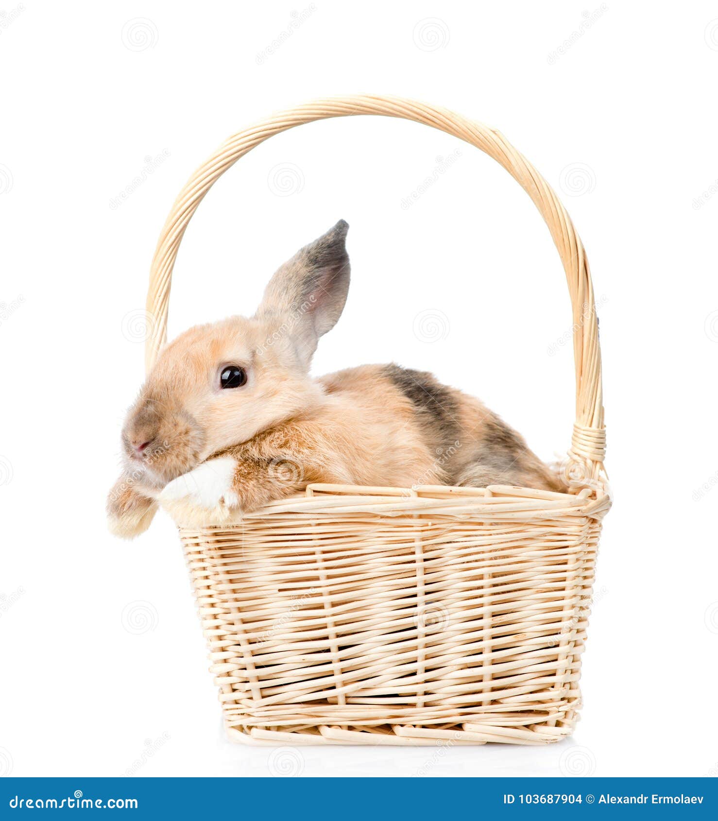 Lop-eared Rabbit Sitting in Basket. Isolated on White Background Stock ...
