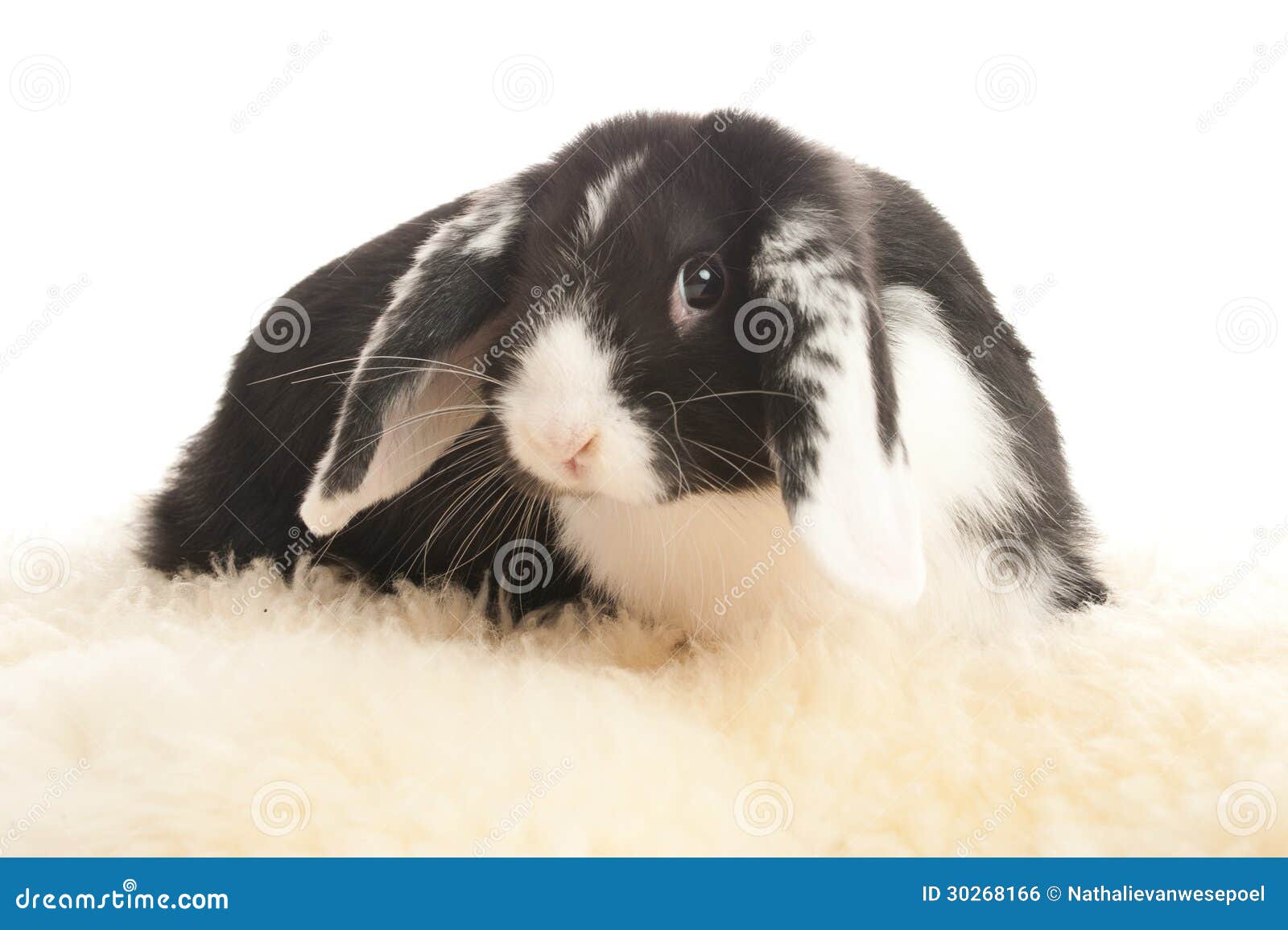Lop-eared rabbit stock photo. Image of long, mammal, eyes - 30268166