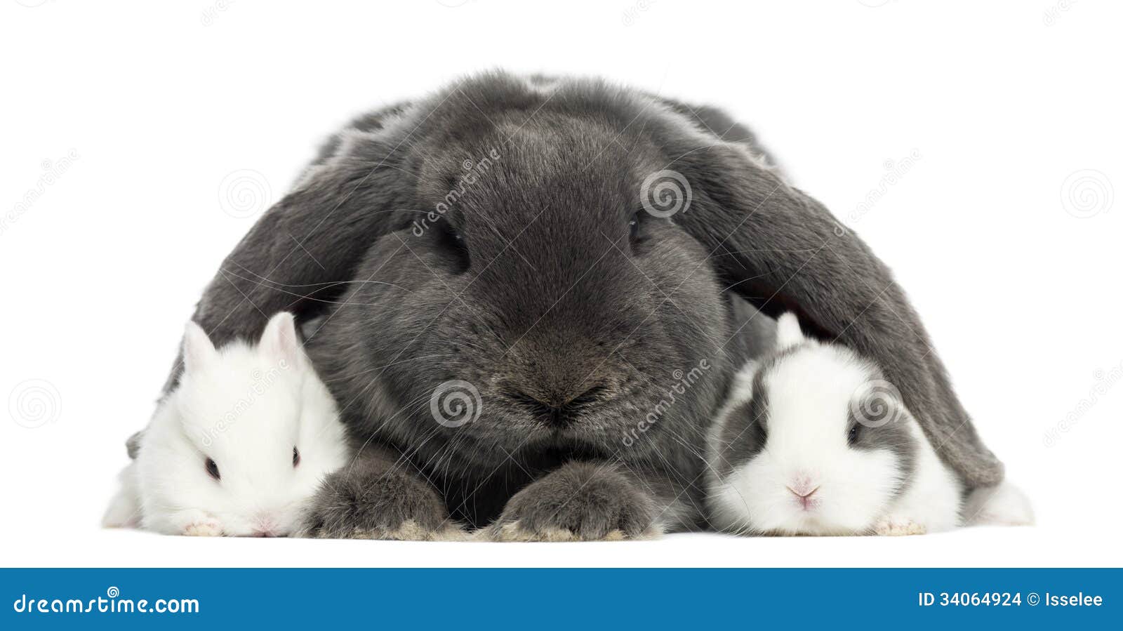 Lop-eared Rabbit and Young Rabbits, Isolated Stock Photo - Image of ...