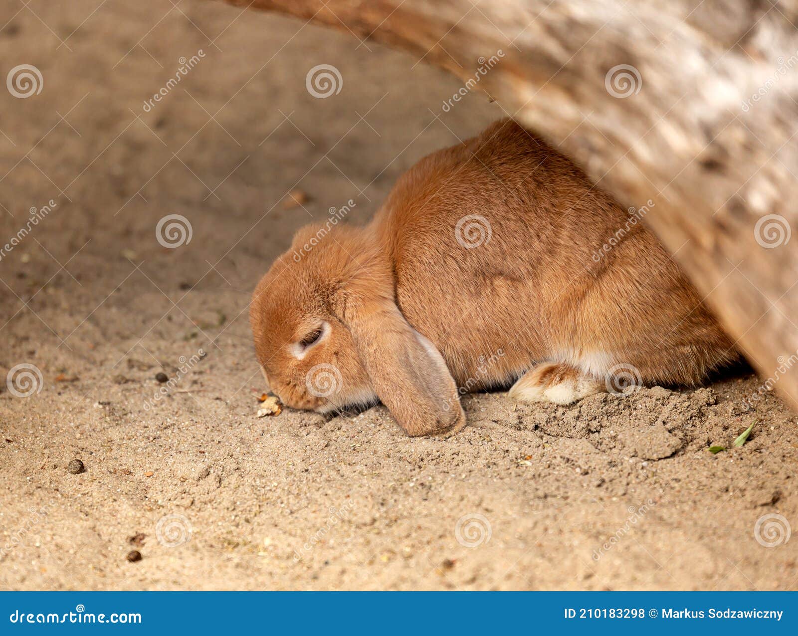A Lop-eared Red Rabbit Sits Under a Tree and Eats Peanuts. Pet. Stock ...