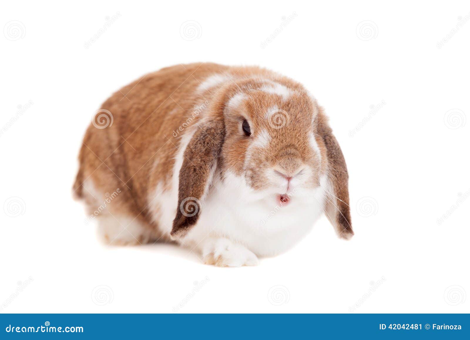 Lop-eared Red Spotted Rabbit Stock Image - Image of easter, elite: 42042481