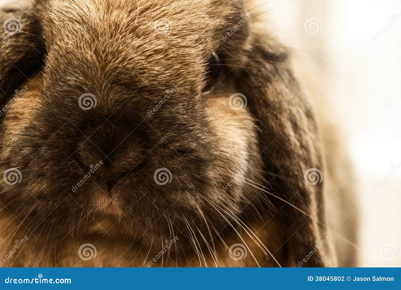 Lop-earred Rabbit stock photo. Image of domestic, easter - 38045802