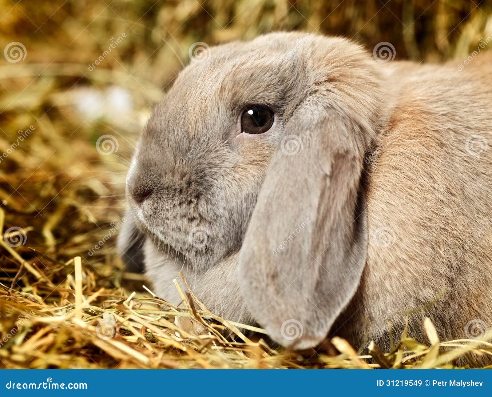 Lop-earred Rabbit stock image. Image of lopeared, furry - 31219549