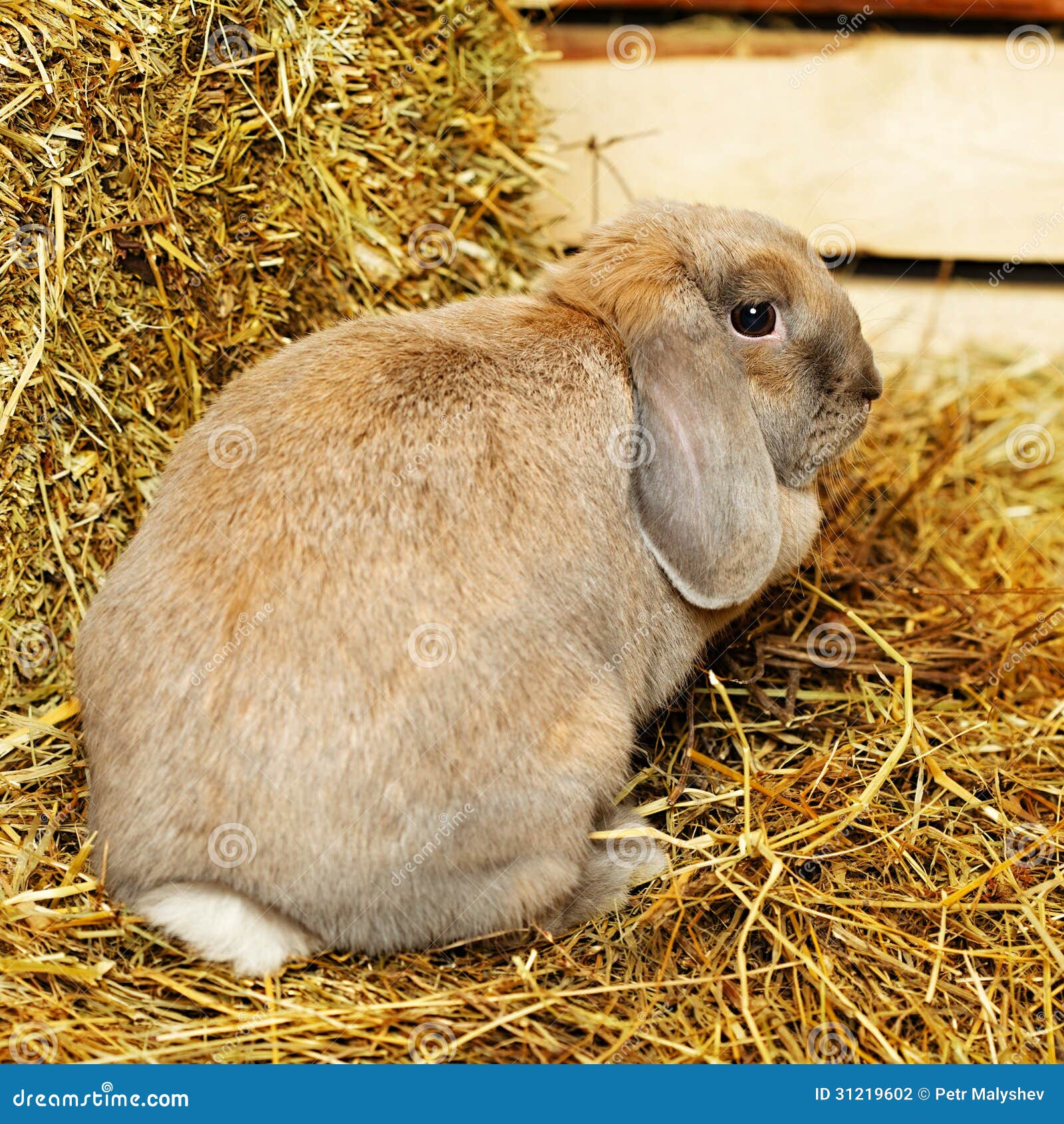 Lop-earred Rabbit stock photo. Image of face, easter - 31219602