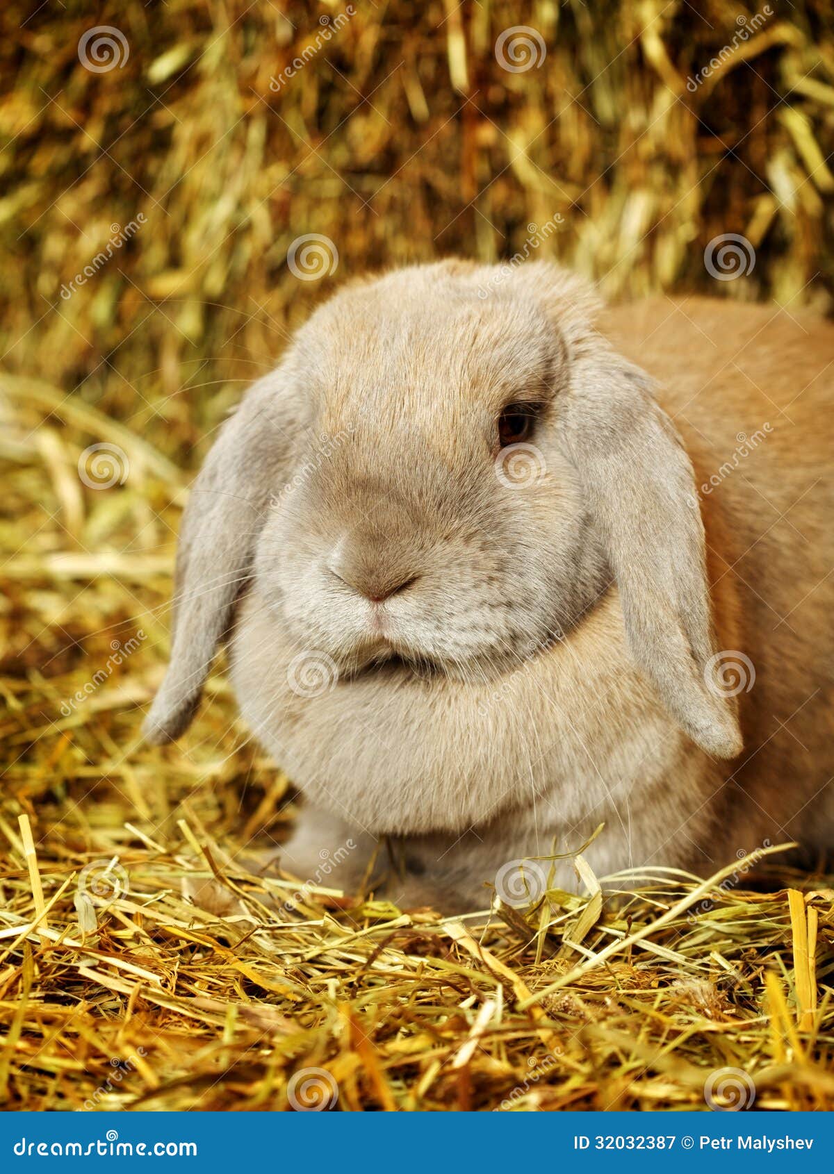 Lop-earred Rabbit stock image. Image of hare, grass, adorable - 32032387