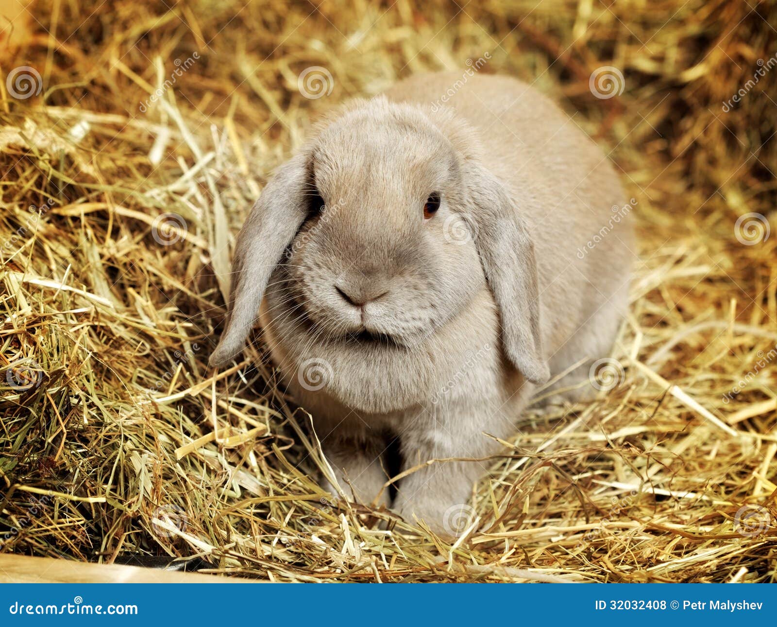 Lop-earred Rabbit stock photo. Image of grass, lopeared - 32032408