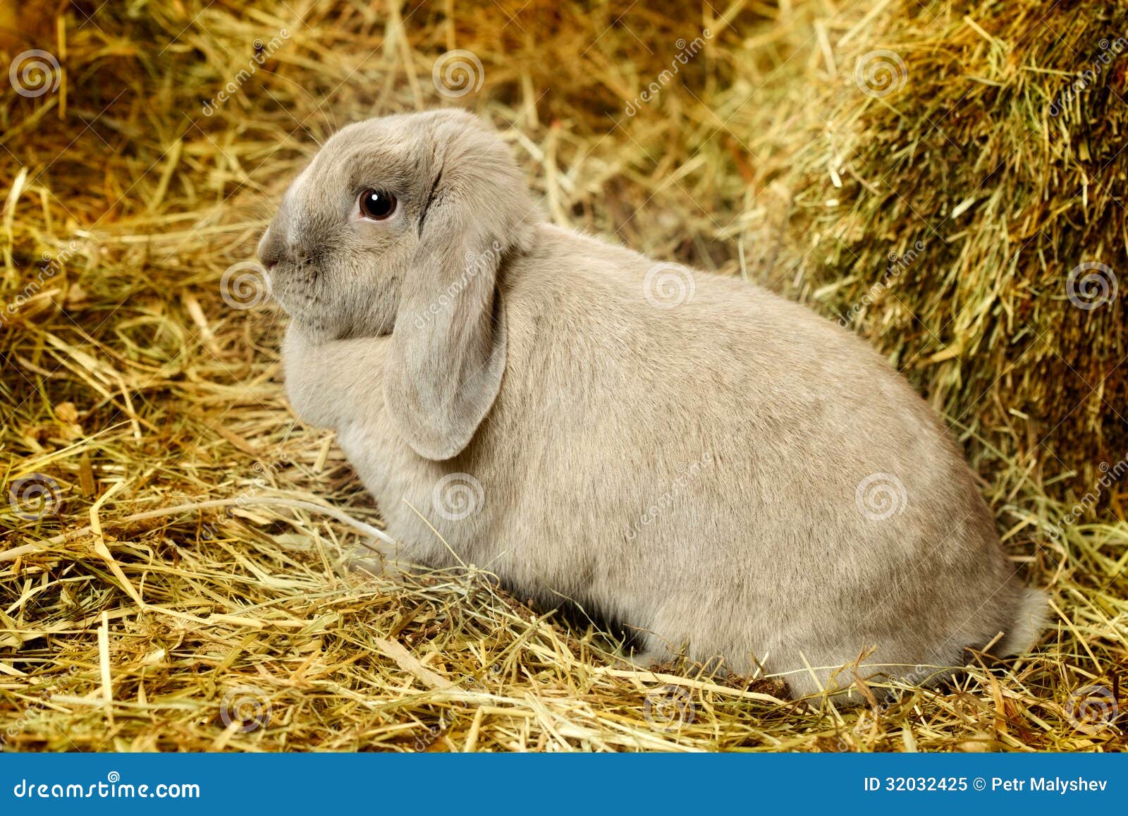 Lop-earred Rabbit stock image. Image of holiday, haystack - 32032425