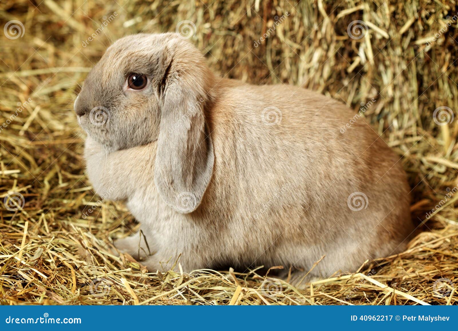 Lop-earred Rabbit stock image. Image of farm, brown, dwarf - 40962217