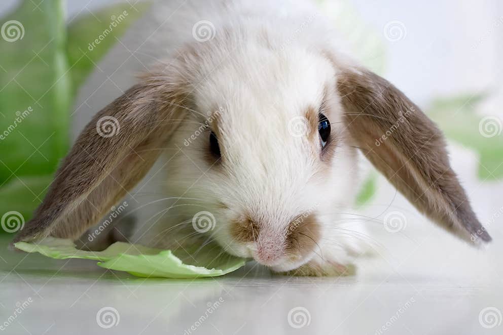 Lop rabbit stock image. Image of pretty, fluffy, isolated - 13469547