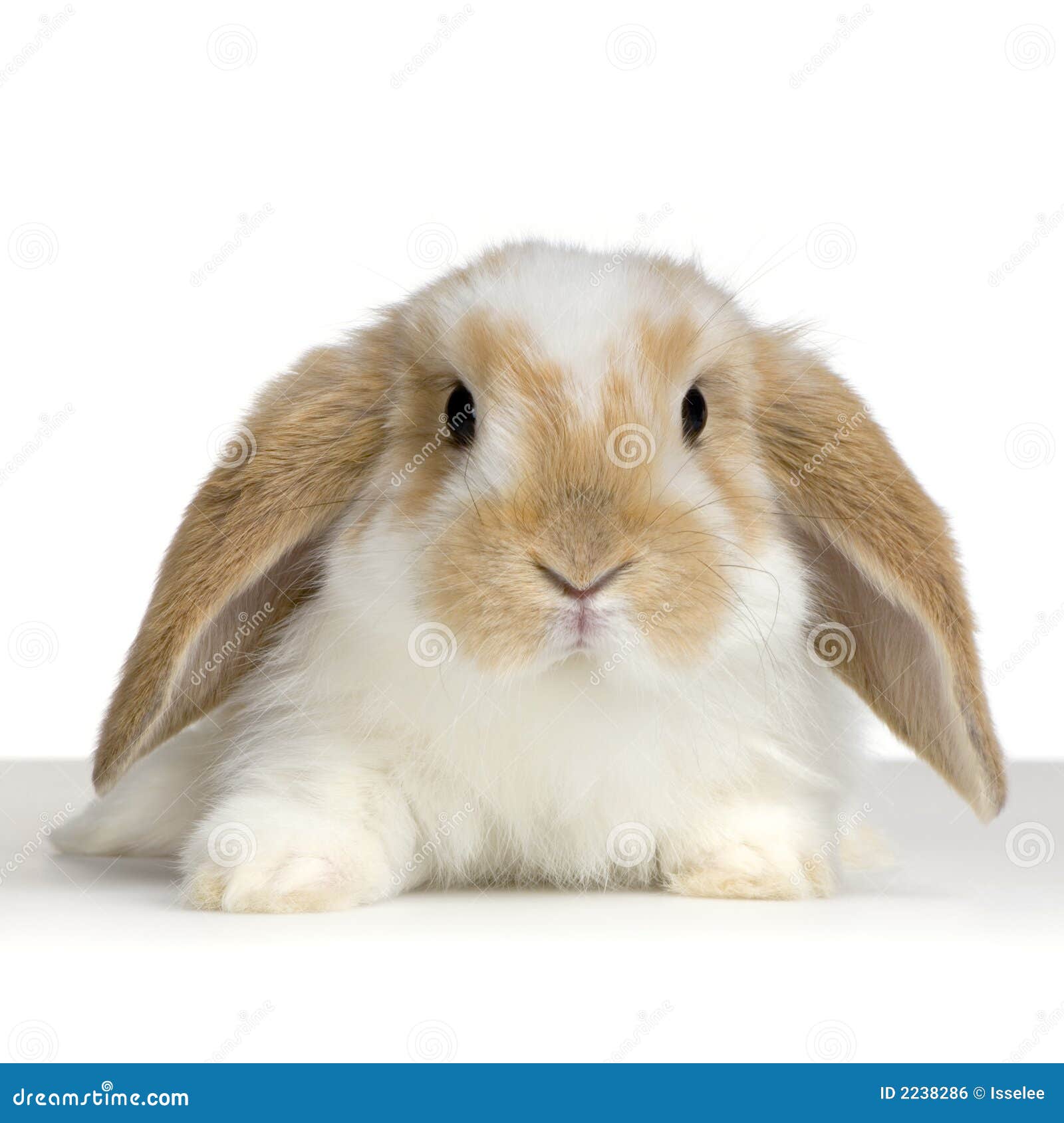 Mini French Lop