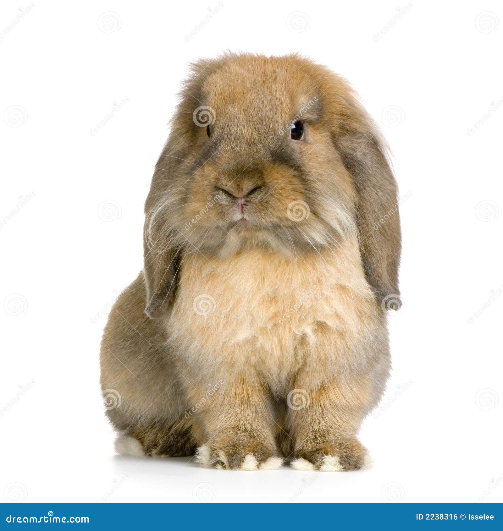Lop Rabbit stock photo. Image of pets, hear, rabbit, soft - 2238316