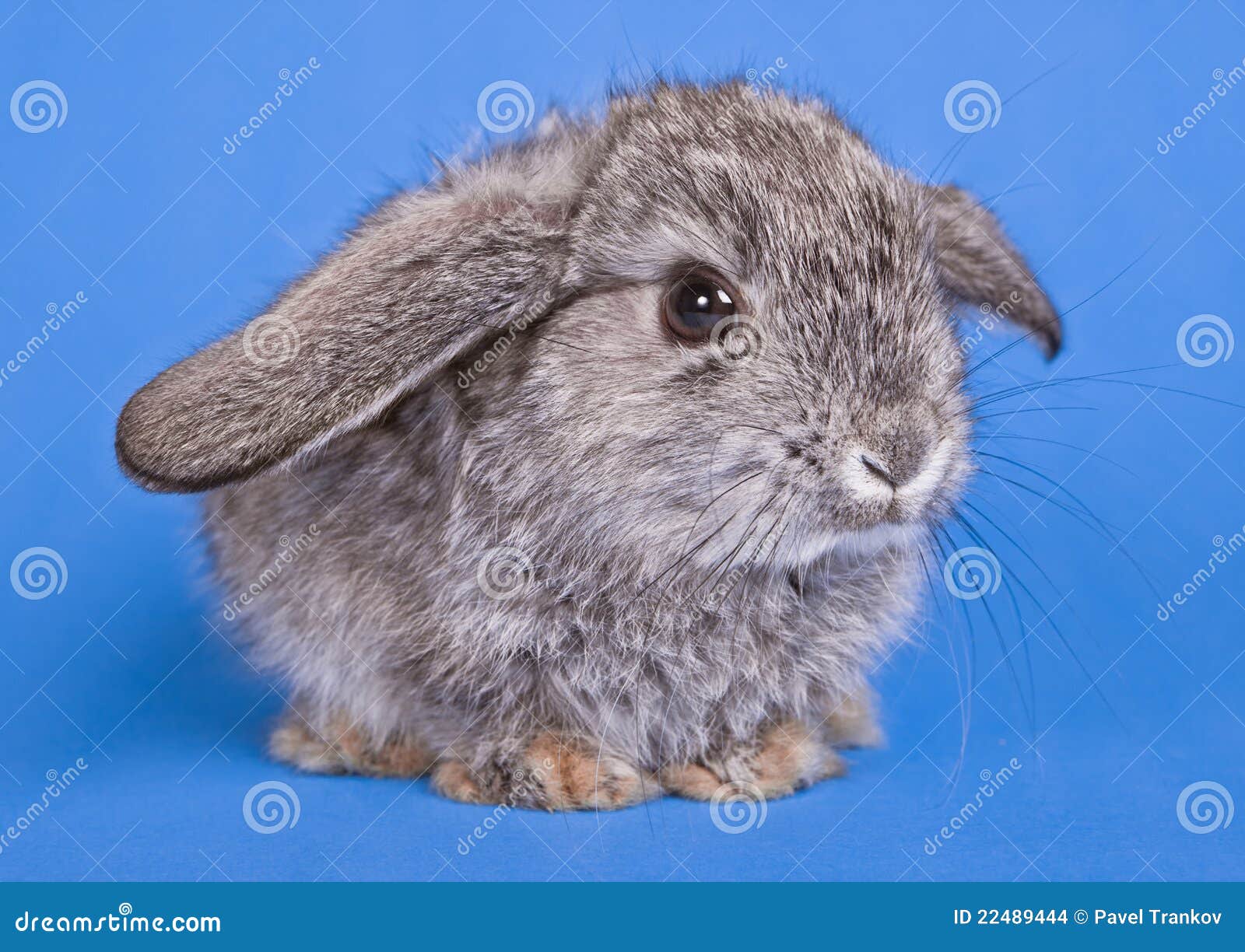 Lop Rabbit. stock photo. Image of smallest, mammals, vertebrata - 22489444