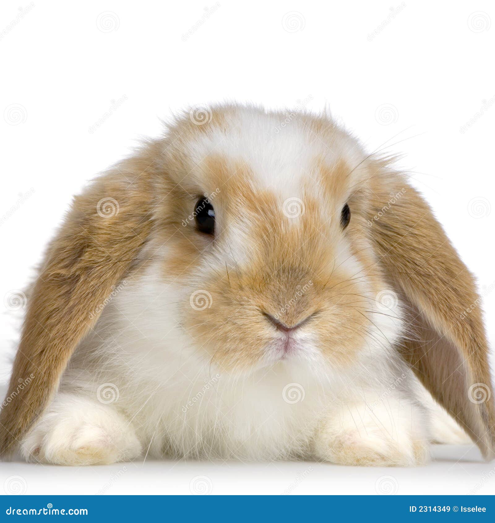 Lop Rabbit stock image. Image of animals, watching, pets - 2314349