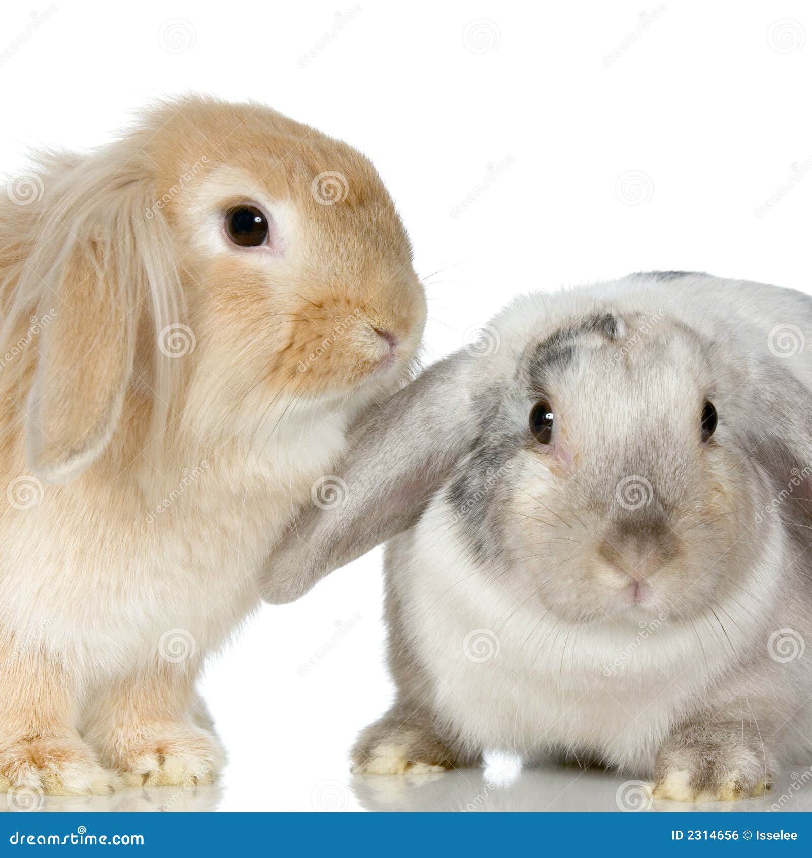 Lop Rabbit stock photo. Image of rabbit, hear, pets, bunny - 2314656