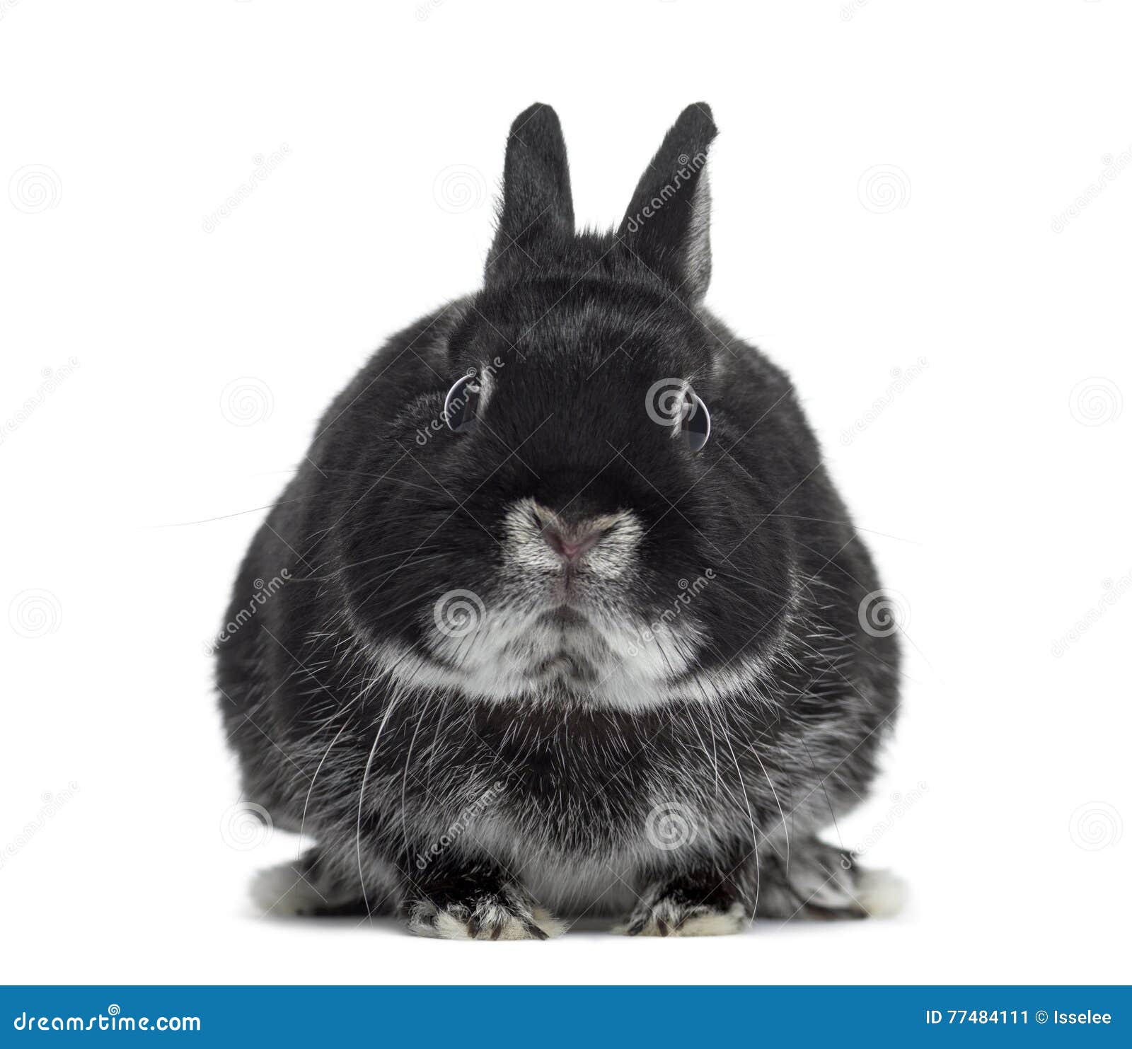 Lop rabbit facing stock image. Image of looking, rabbit - 77484111