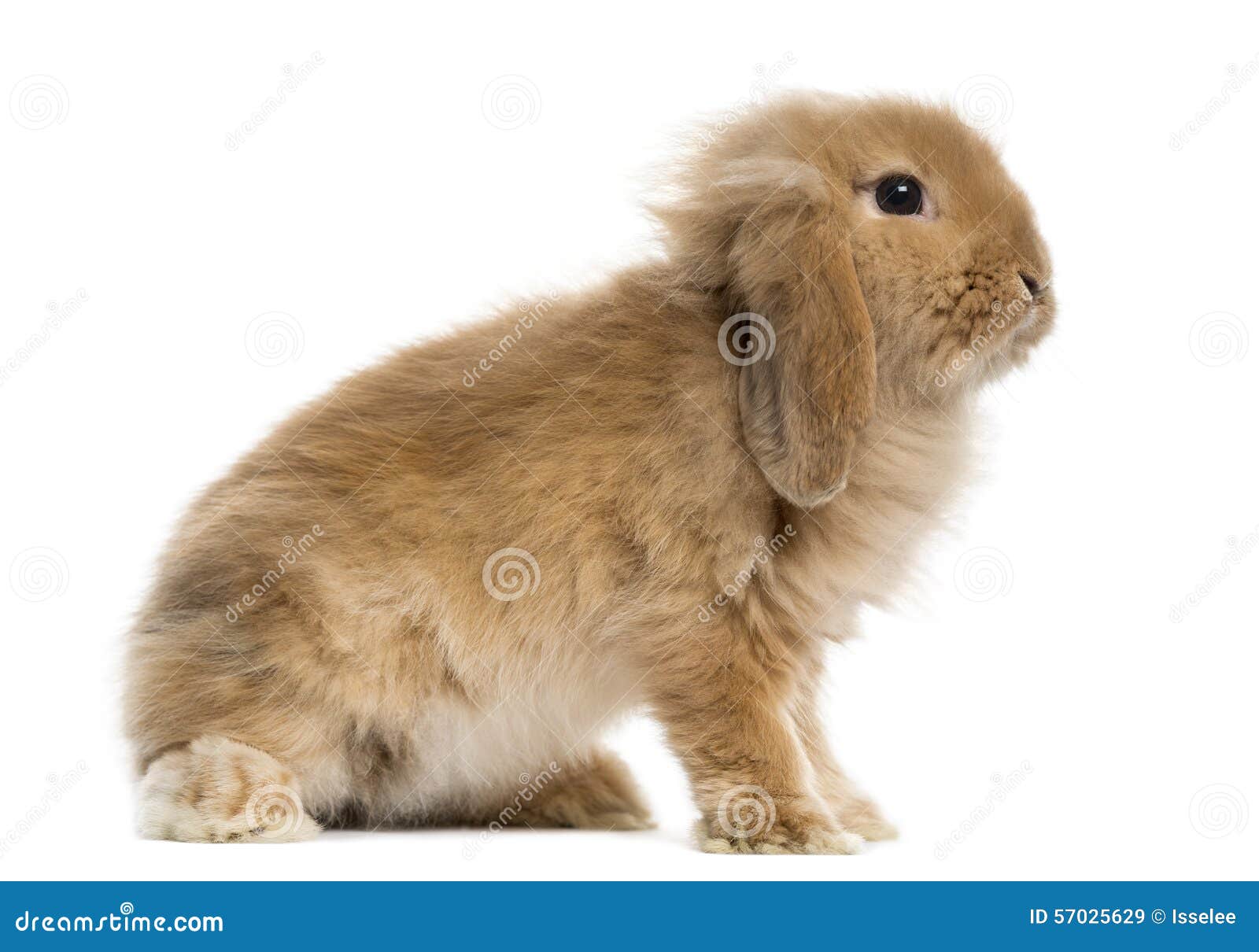 Brown Mini Lop Rabbits