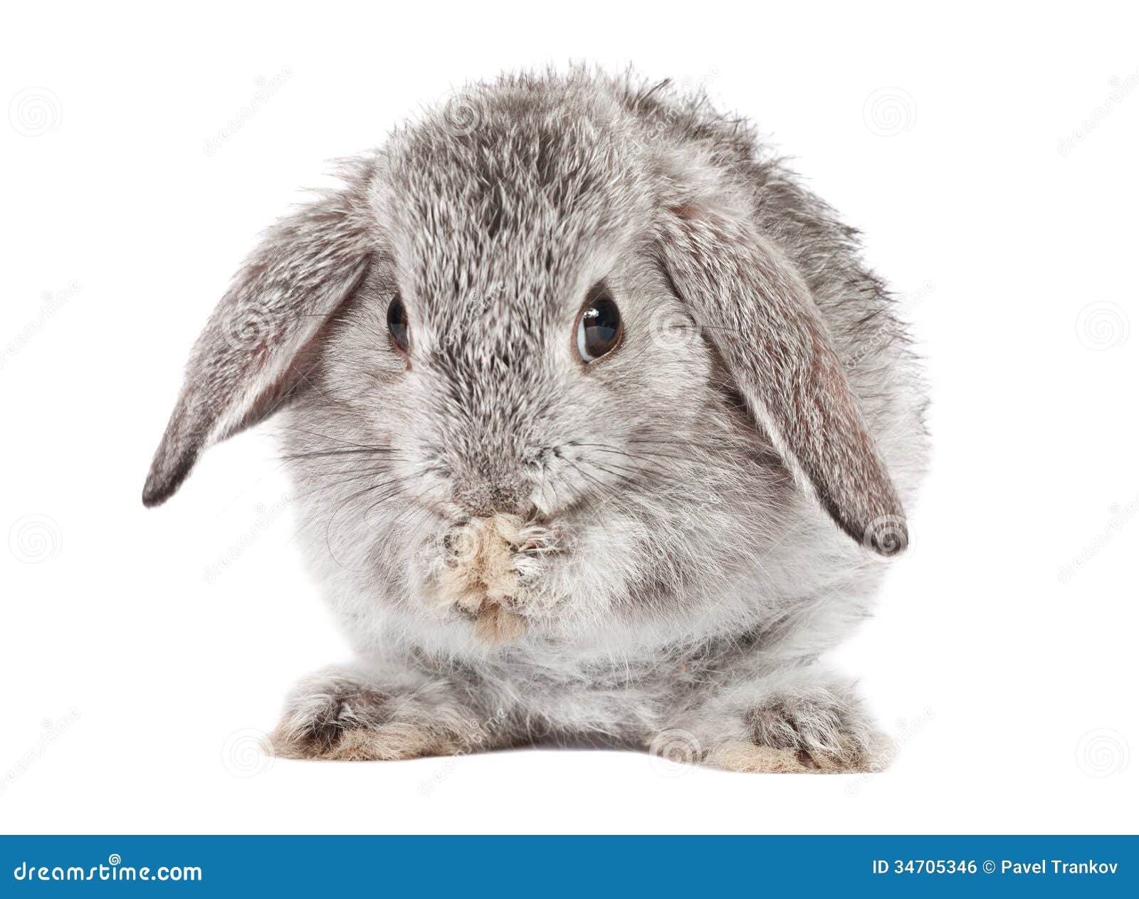 Lop Rabbit stock photo. Image of grey, rabbit, fear, bunny - 34705346