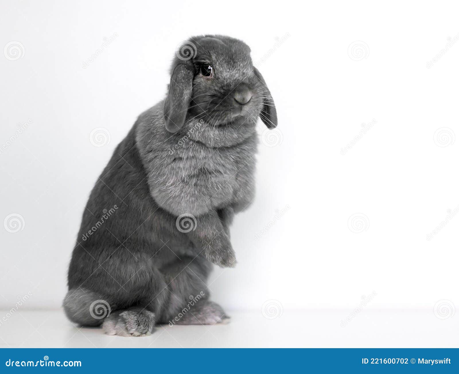 A Lop Rabbit Sitting Up on Its Hind Legs Stock Photo - Image of ...