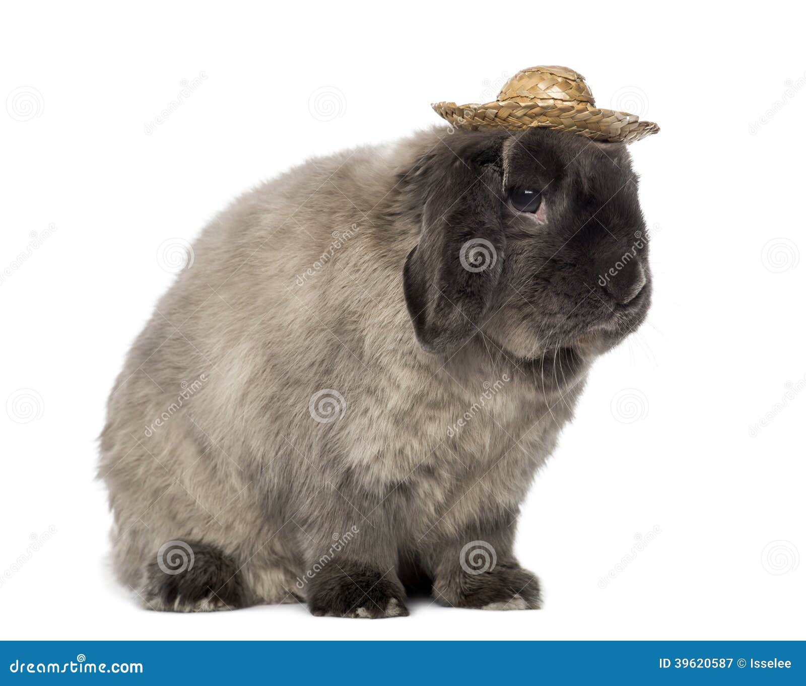 Lop Rabbit Wearing a Hat, Isolated Stock Image - Image of isolated ...