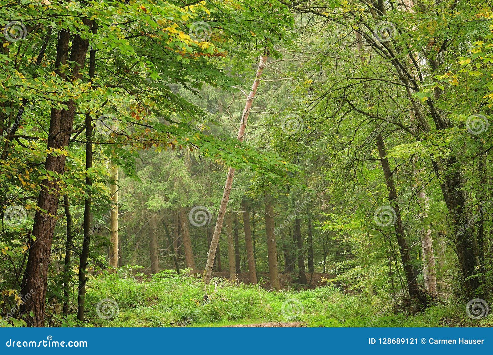 Lop-sided tree in a forest stock image. Image of clearing - 128689121