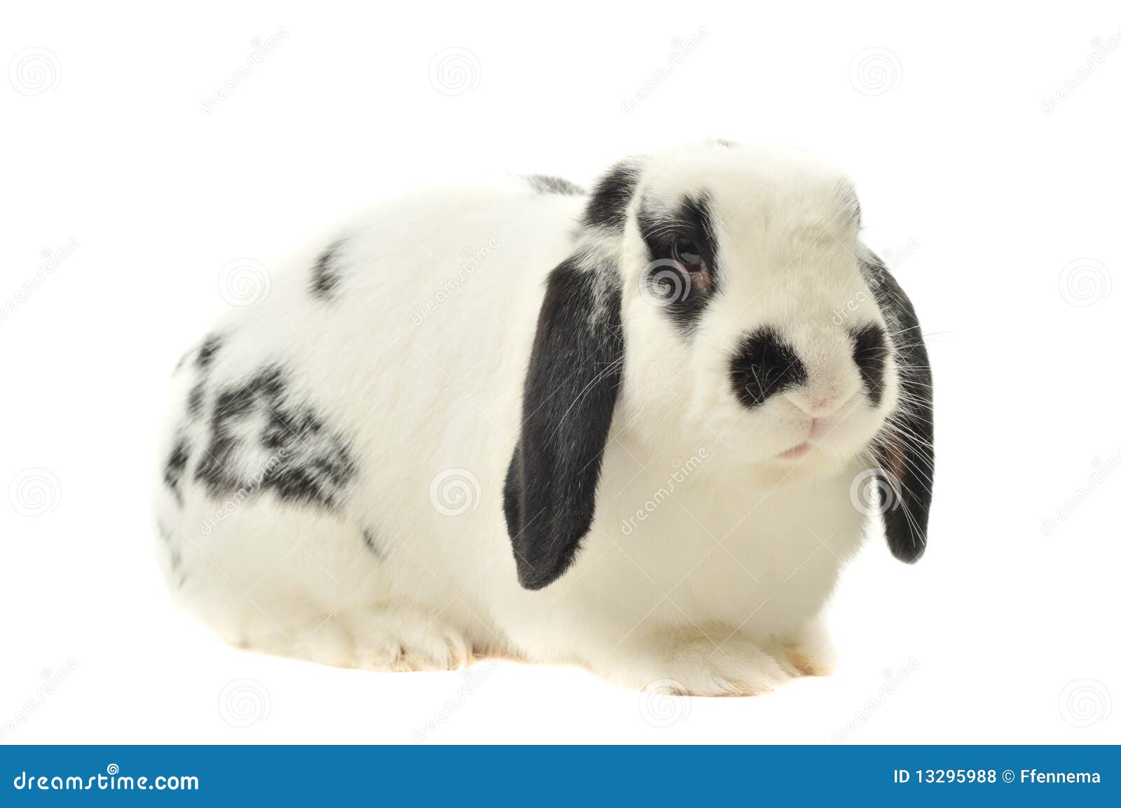 Lop Spotted Bunny Sits on White Table Stock Photo - Image of rabbit ...