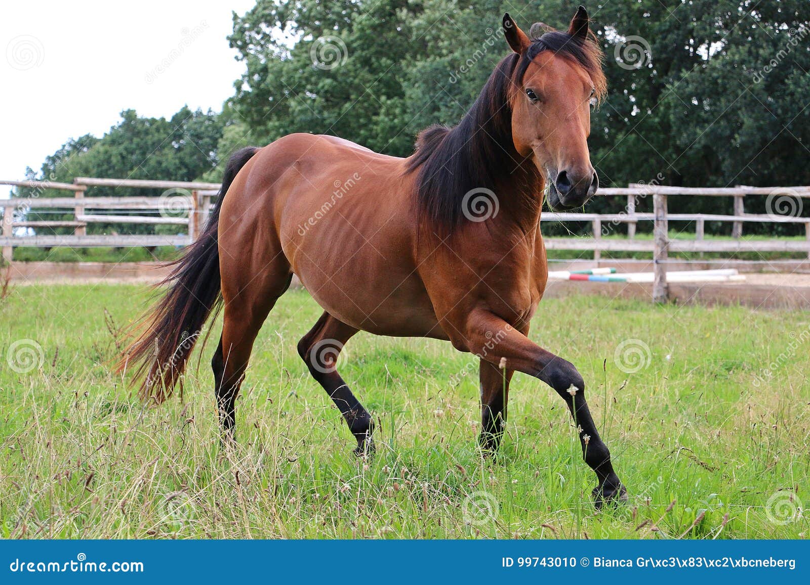 Lopend bruin paard stock foto. Image of gras, grappig - 99743010