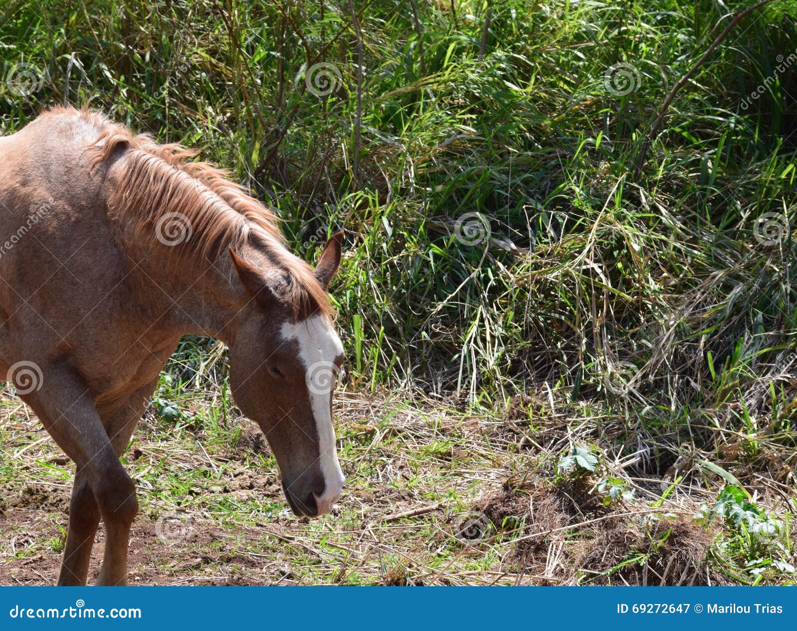 Lopend paard stock afbeelding. Image of zacht, sterk - 69272647