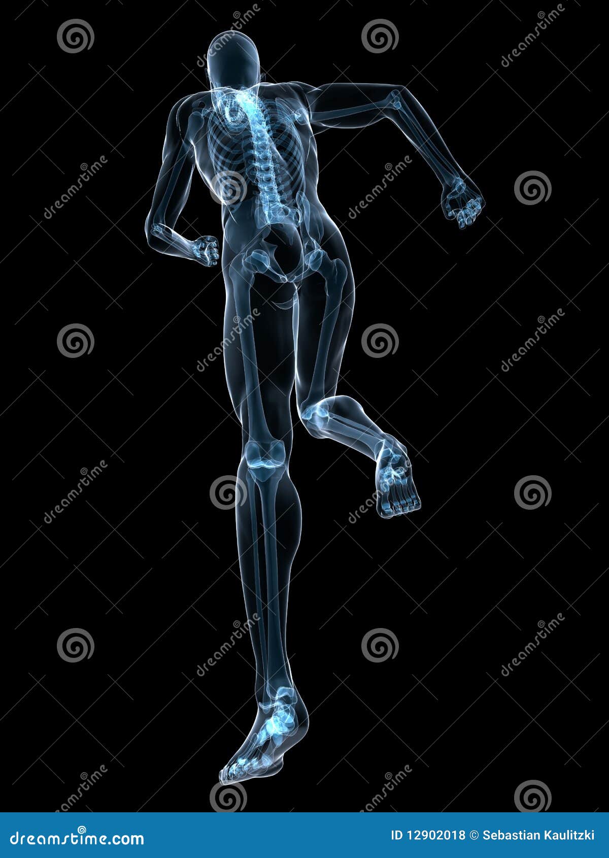 Lopend skelet stock illustratie. Illustration of agent - 12902018