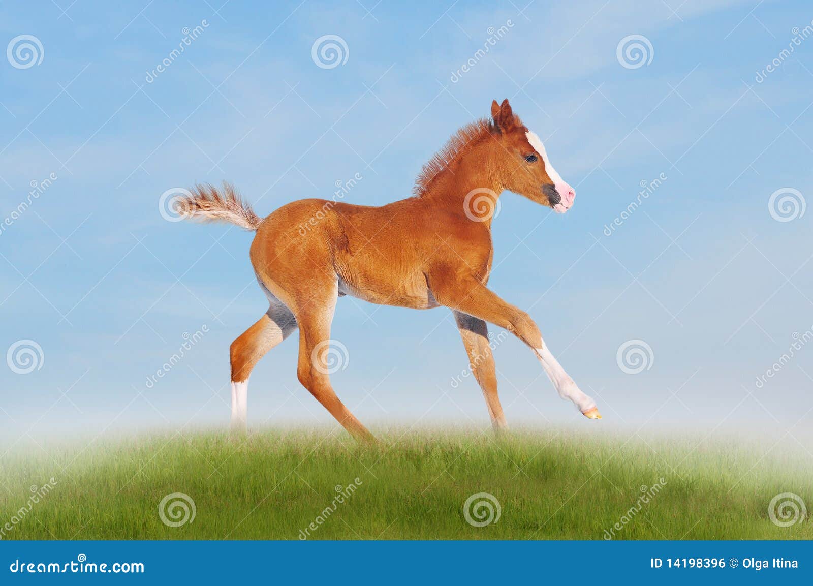 Lopend veulen stock foto. Image of beste, schoonheid - 14198396