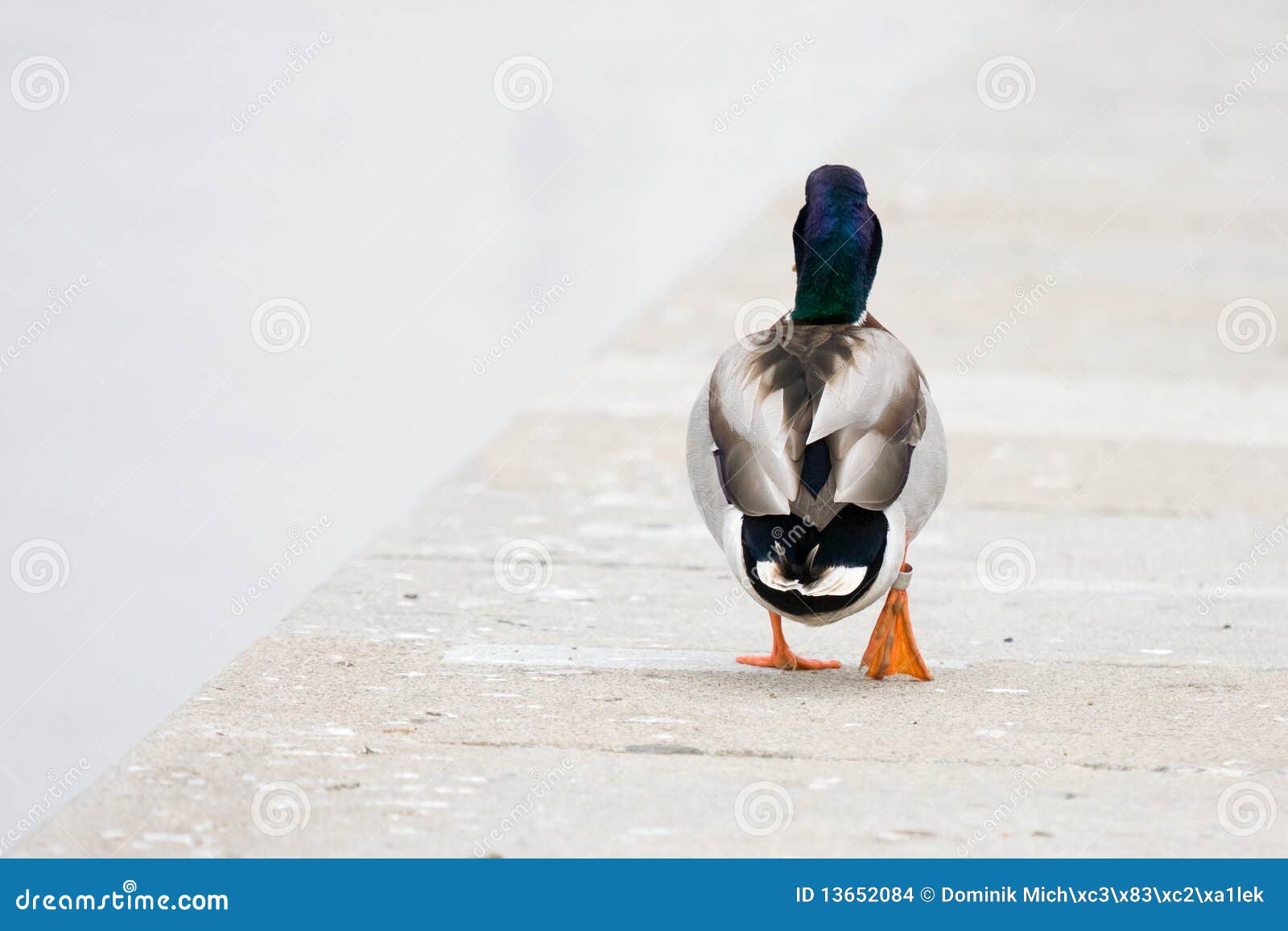 Lopende eend stock foto. Image of veer, water, vogel - 13652084
