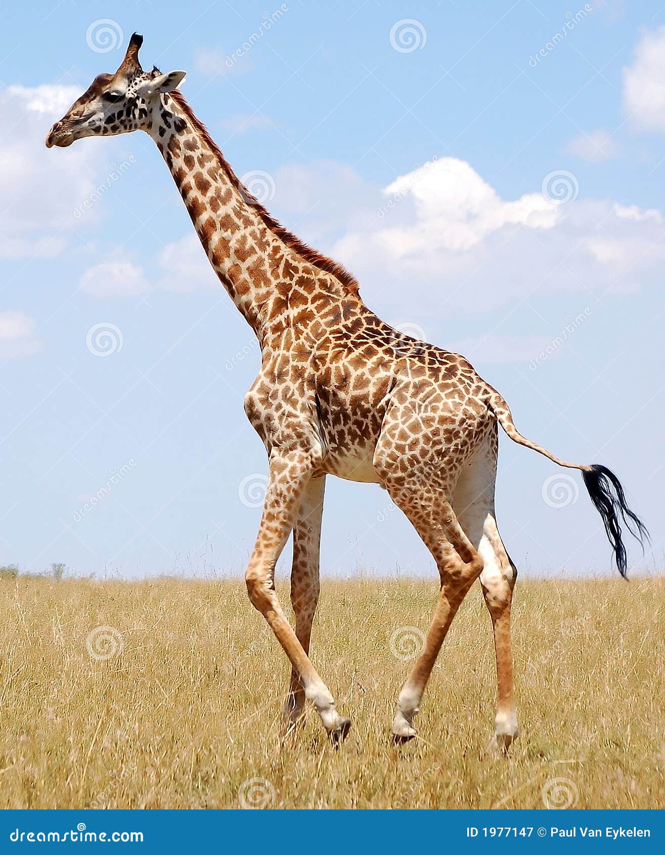 Lopende Giraf stock afbeelding. Image of giraf, geel, blauw - 1977147