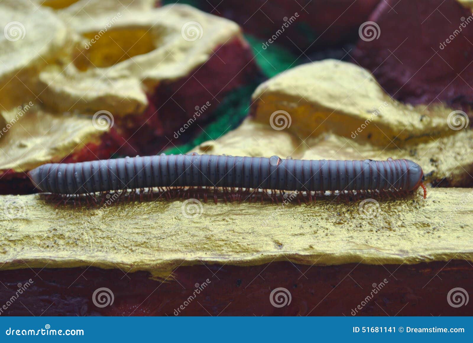 Lopende grijze duizendpoot stock afbeelding. Image of macro - 51681141