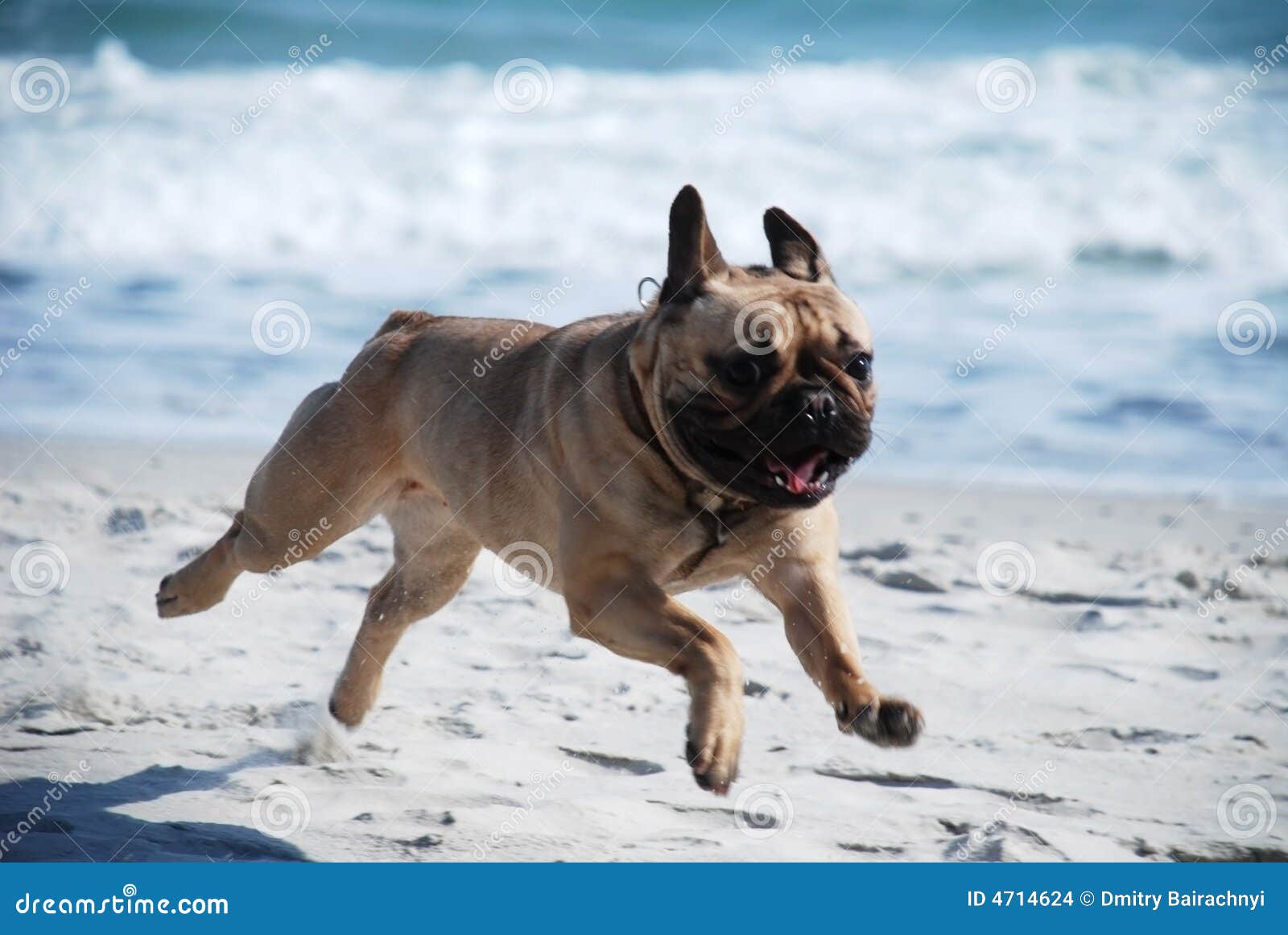 Lopende hond stock foto. Image of golven, zomer, gezond - 4714624