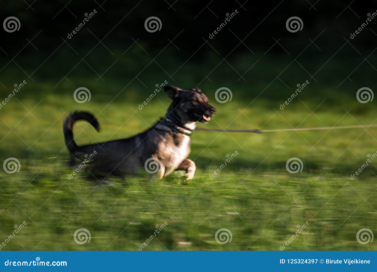 Lopende Hond in Het Openbare Park Stock Afbeelding - Image of dier ...
