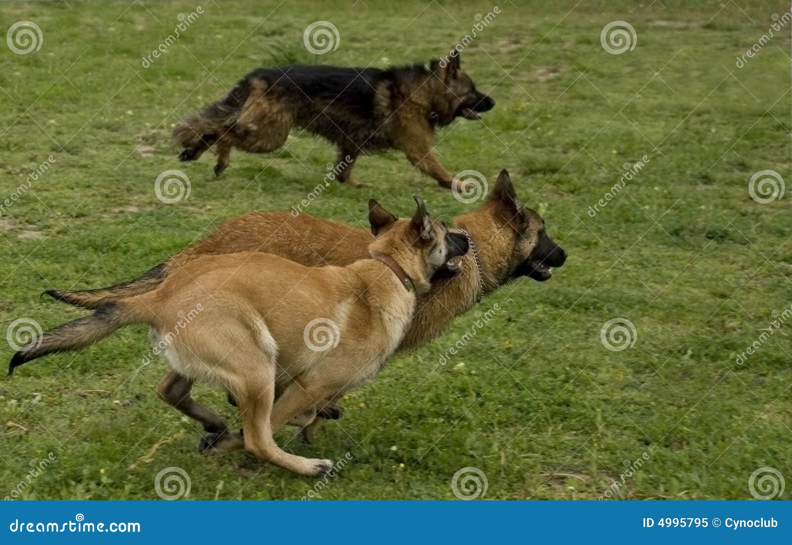 Lopende honden stock afbeelding. Image of huisdier, leuk - 4995795